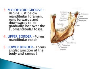 Mylohyoid Groove