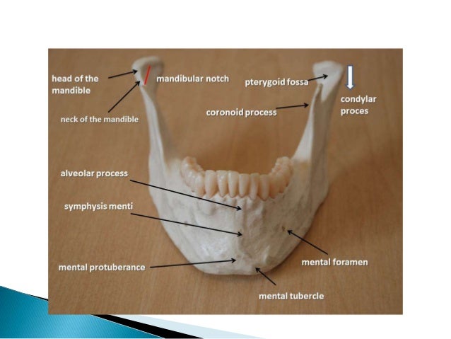 Mandible Mylohyoid Line