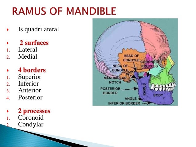Anatomy and Development of Mandible