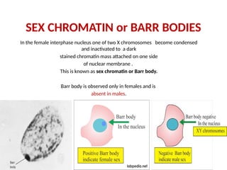 Sex chromatin or barr bodies ................ | PPTX