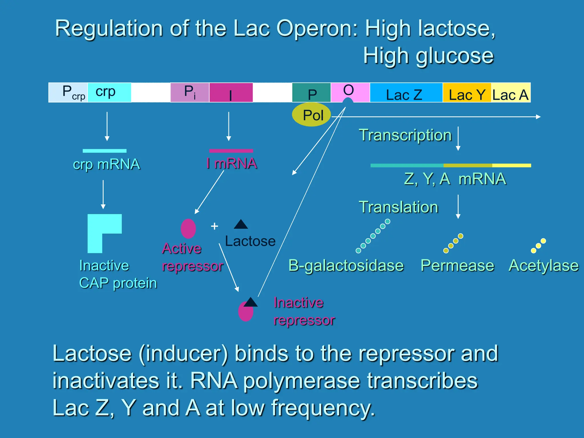 expression of genes , operon - lac operon and trp operon | PPT