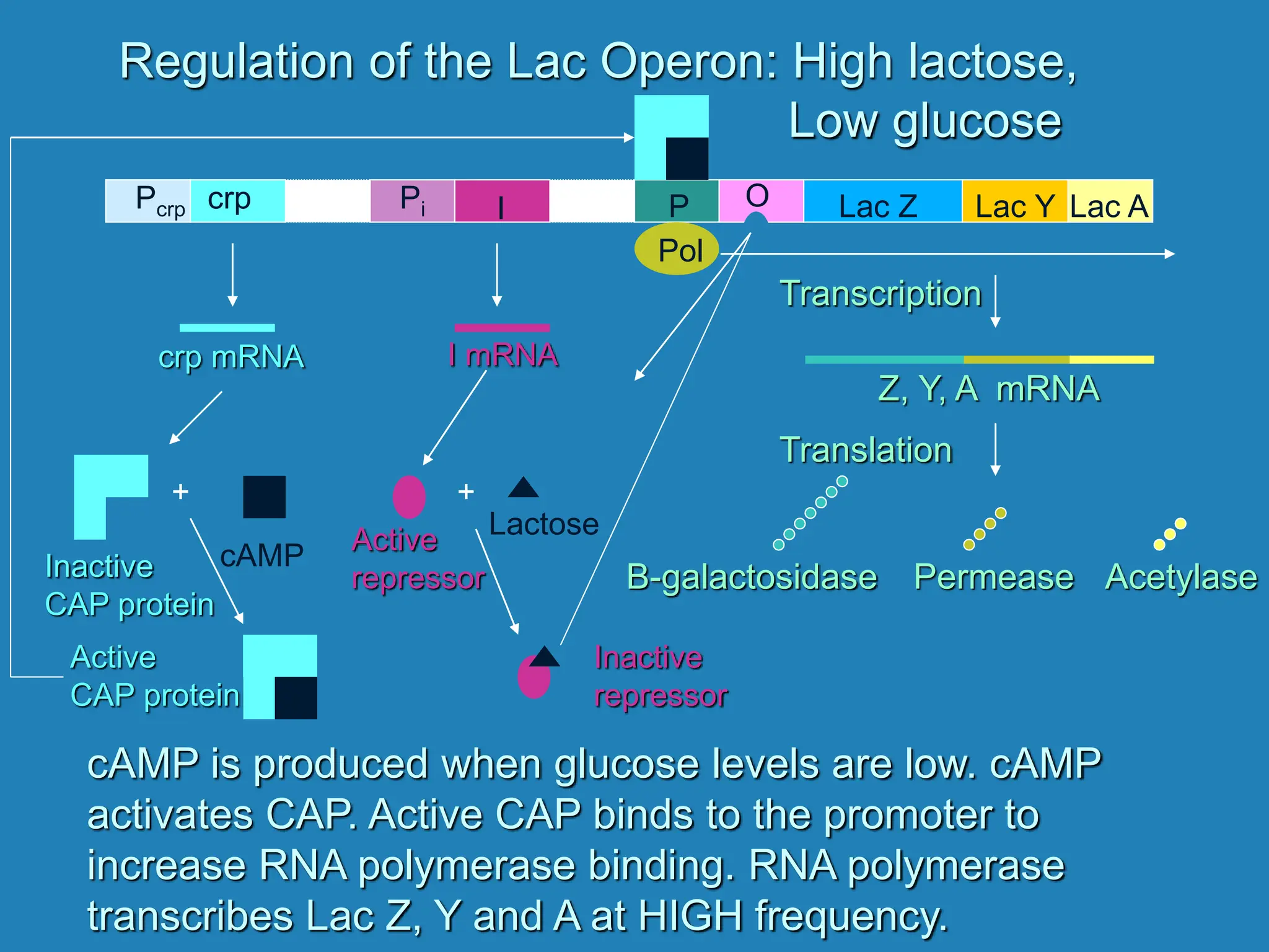 expression of genes , operon - lac operon and trp operon | PPT
