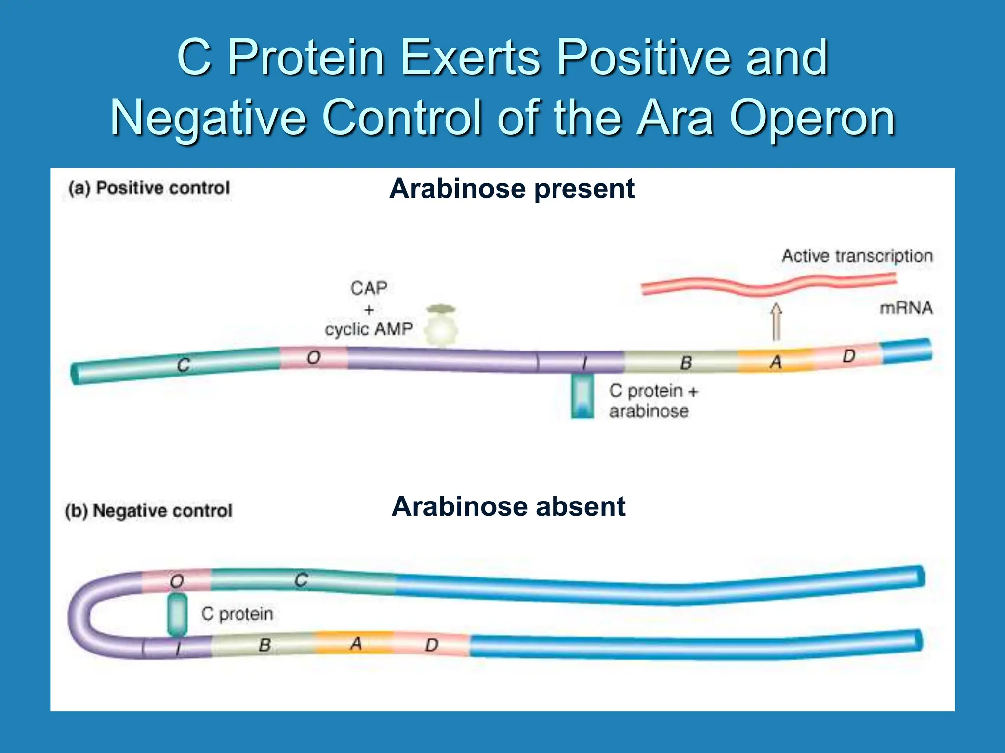 expression of genes , operon - lac operon and trp operon | PPT