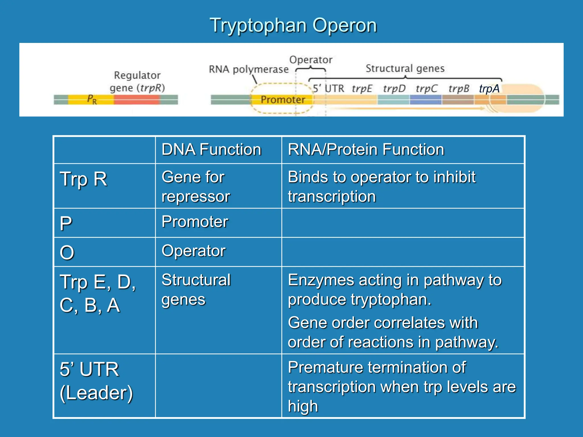 expression of genes , operon - lac operon and trp operon | PPT
