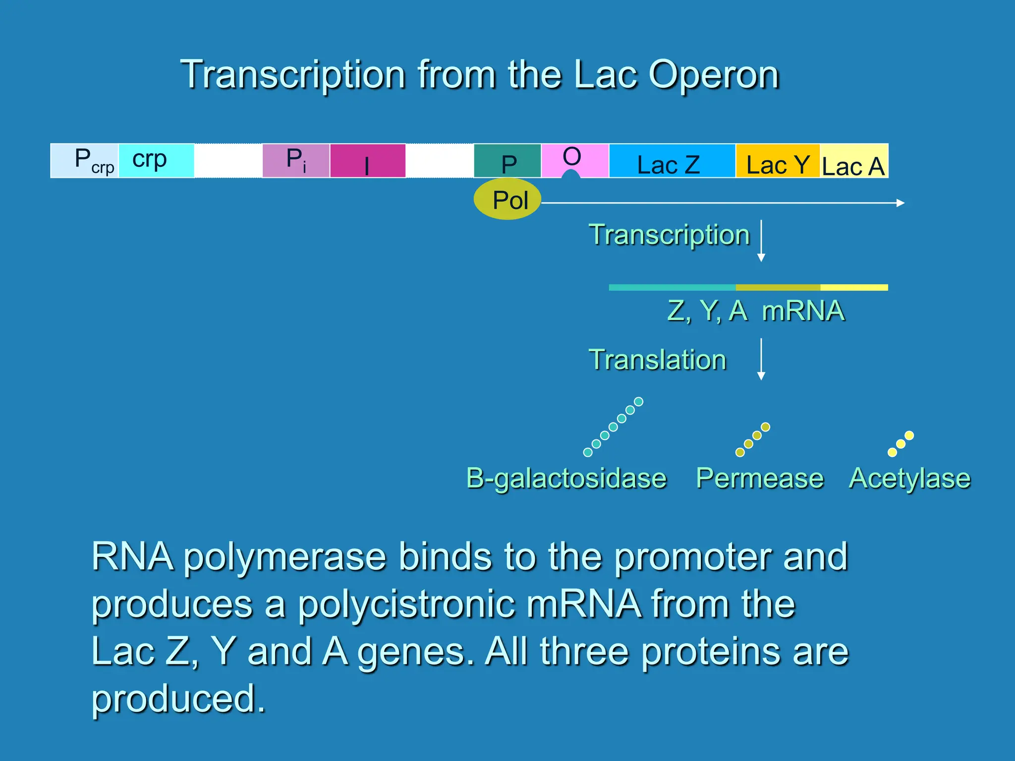 expression of genes , operon - lac operon and trp operon | PPT