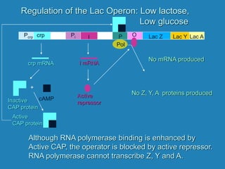 expression of genes , operon - lac operon and trp operon | PPT