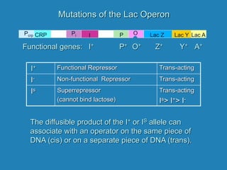 expression of genes , operon - lac operon and trp operon | PPT