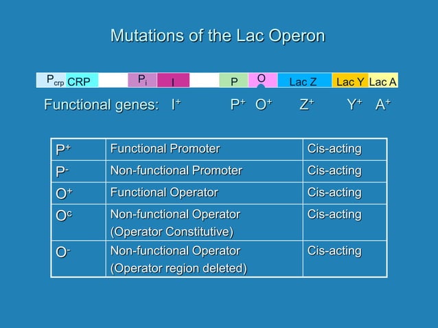 expression of genes , operon - lac operon and trp operon | PPT