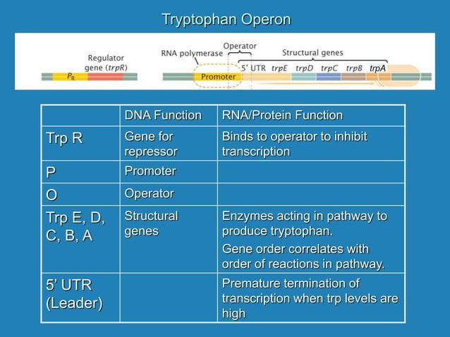expression of genes , operon - lac operon and trp operon | PPT