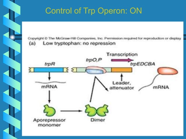 expression of genes , operon - lac operon and trp operon | PPT