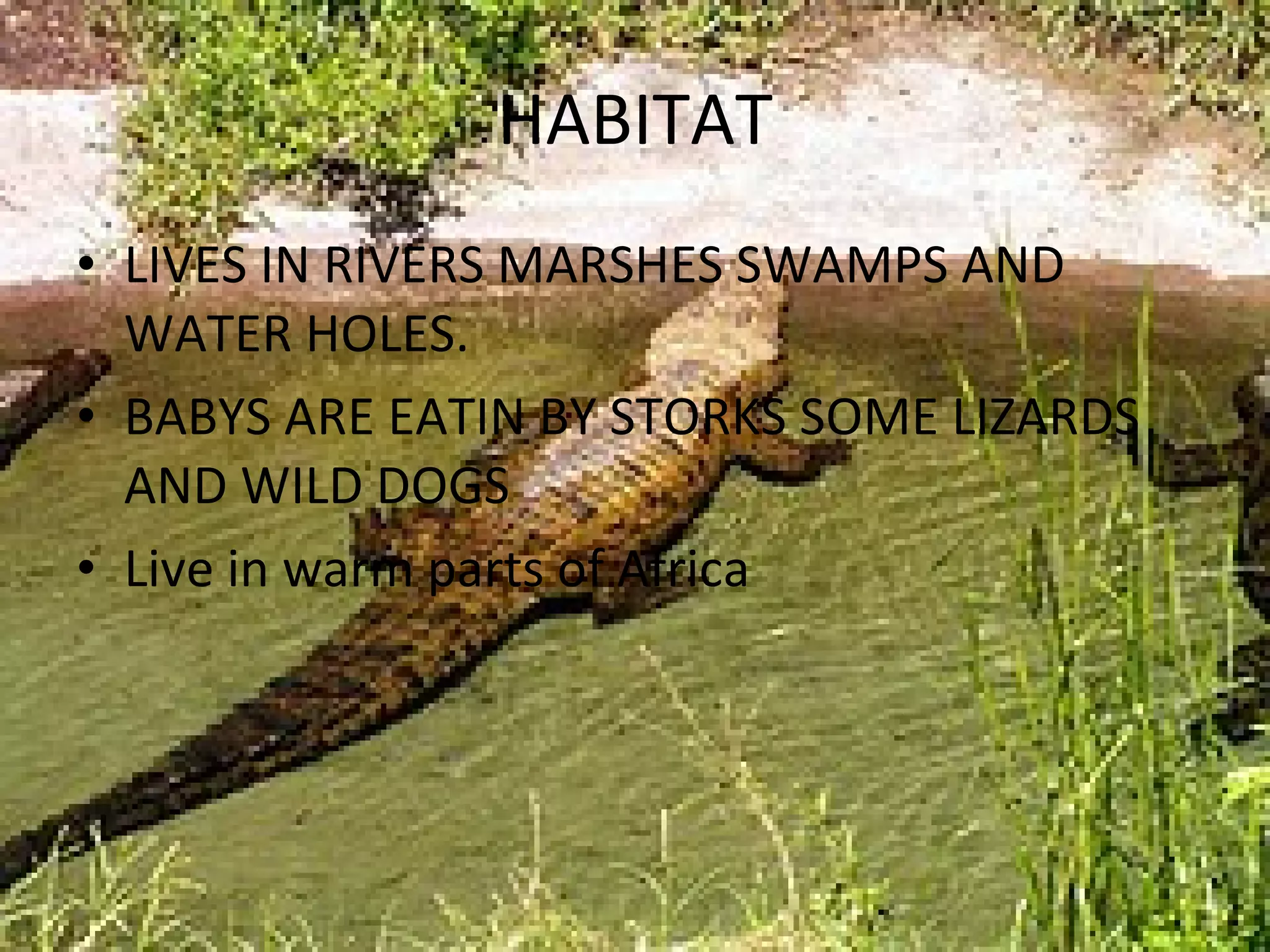 Nile crocodile | PPT