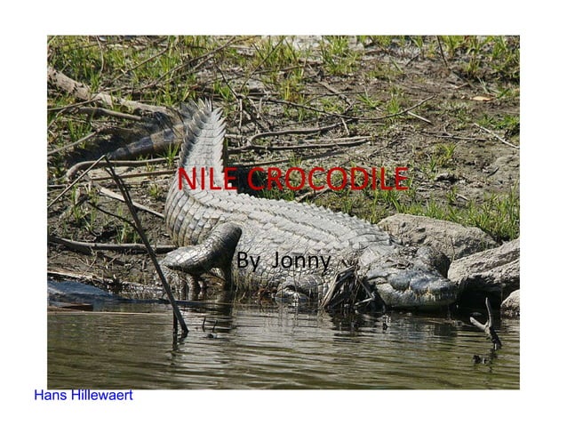 Nile crocodile | PPT