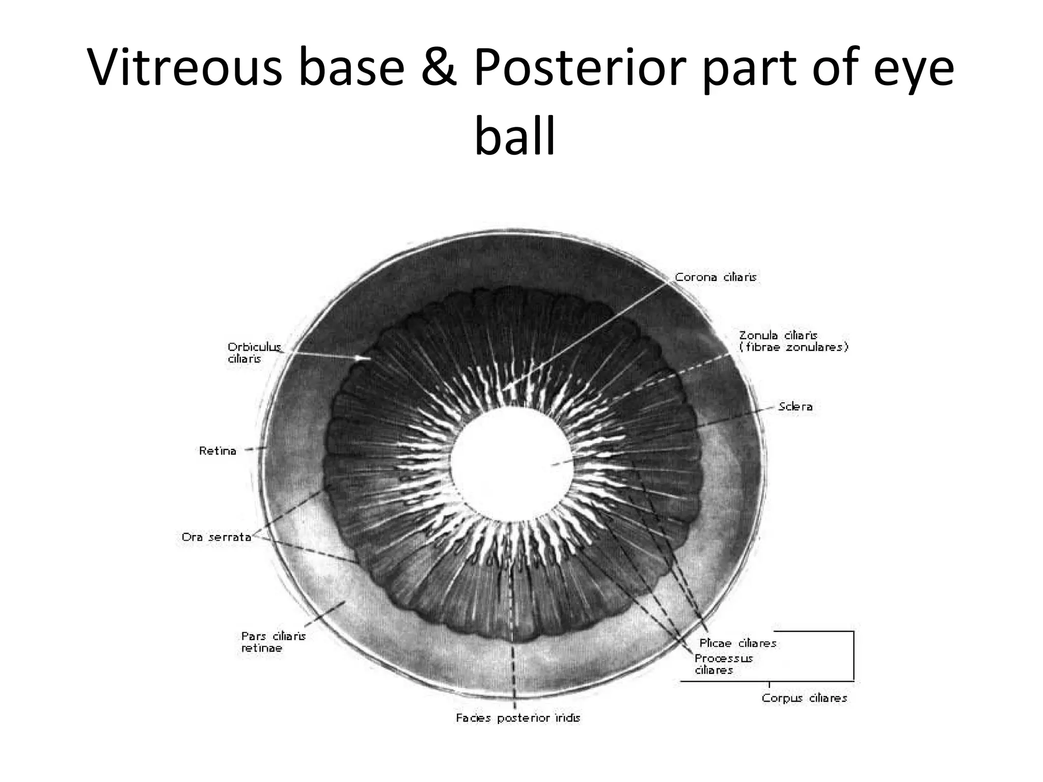 Vitreous humour | PPT