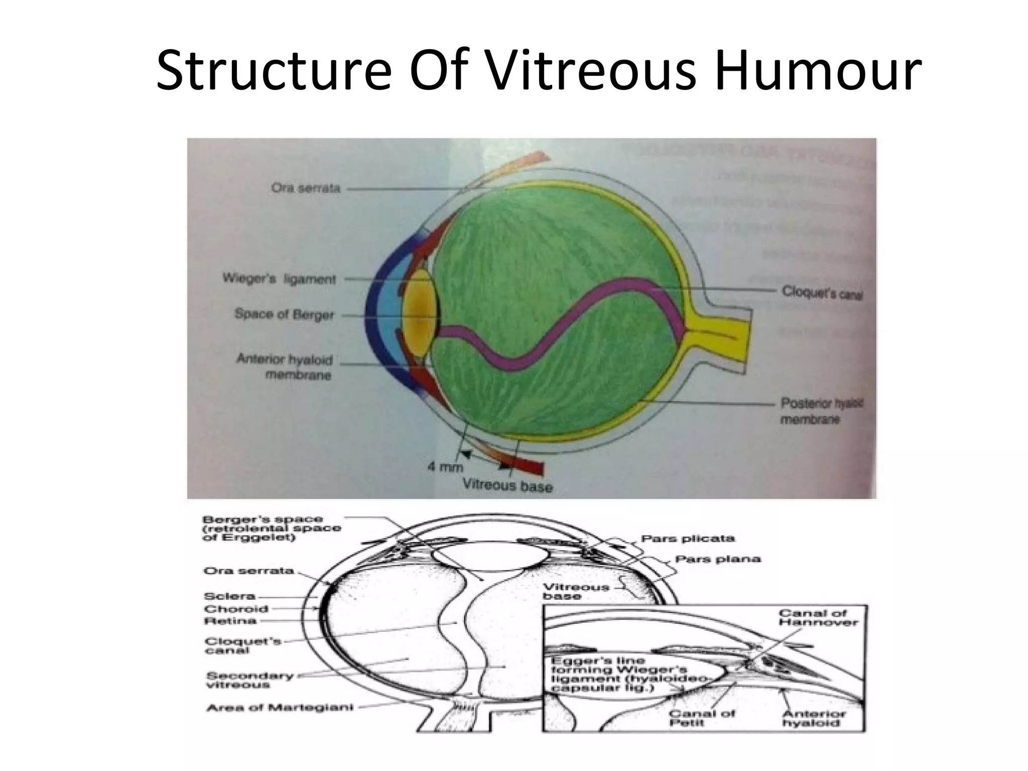 Vitreous humour | PPT