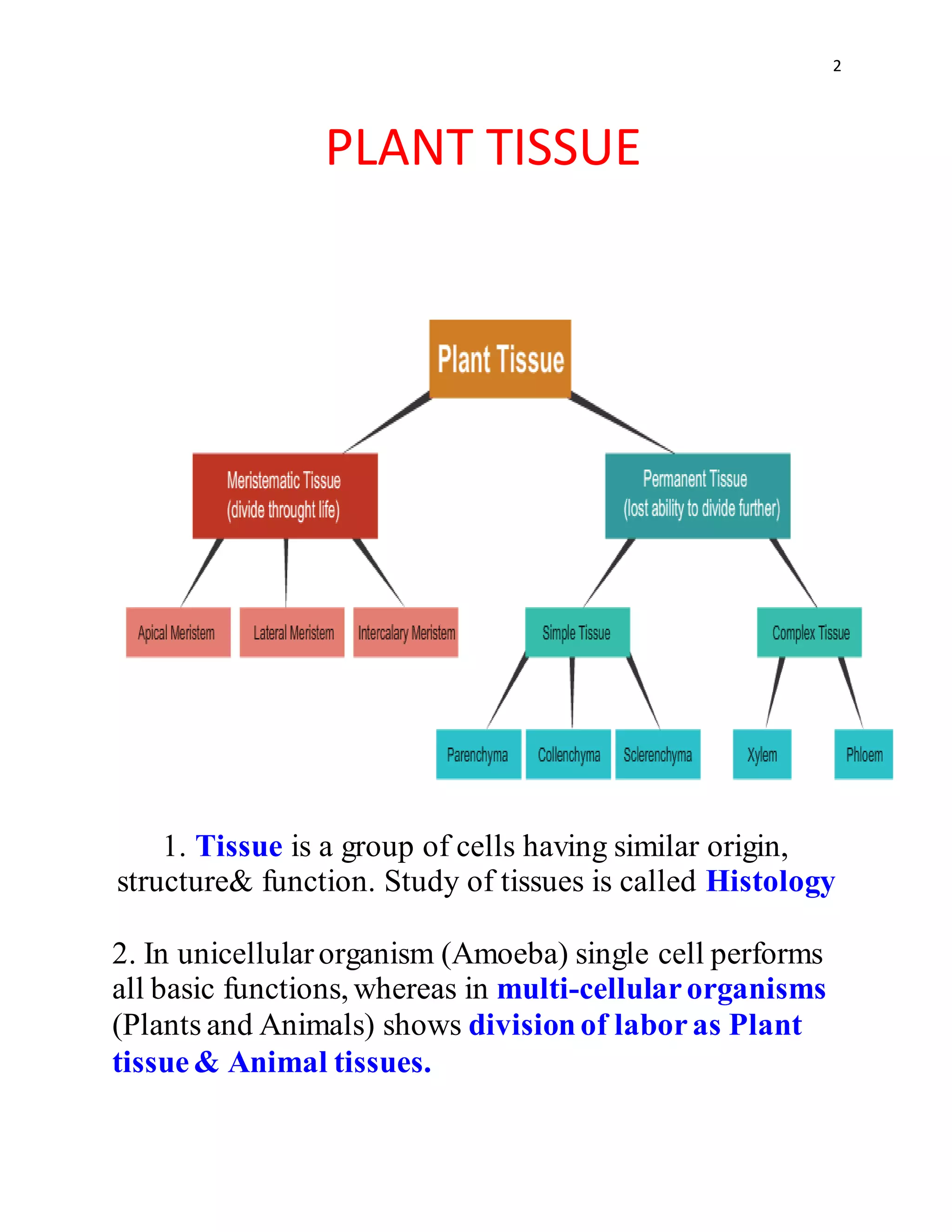 self learning material on plant tissue | DOCX | Skin and Dermatology ...