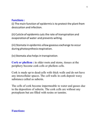 Cork Root Functions