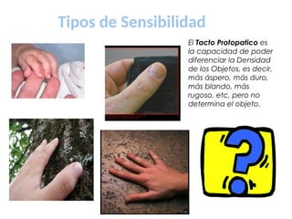 Medula I funciones - estructura - teoria | PPTX