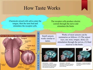 Nimesha Ranasinghe's Research on Digital Flavours.pptx | Chemistry ...