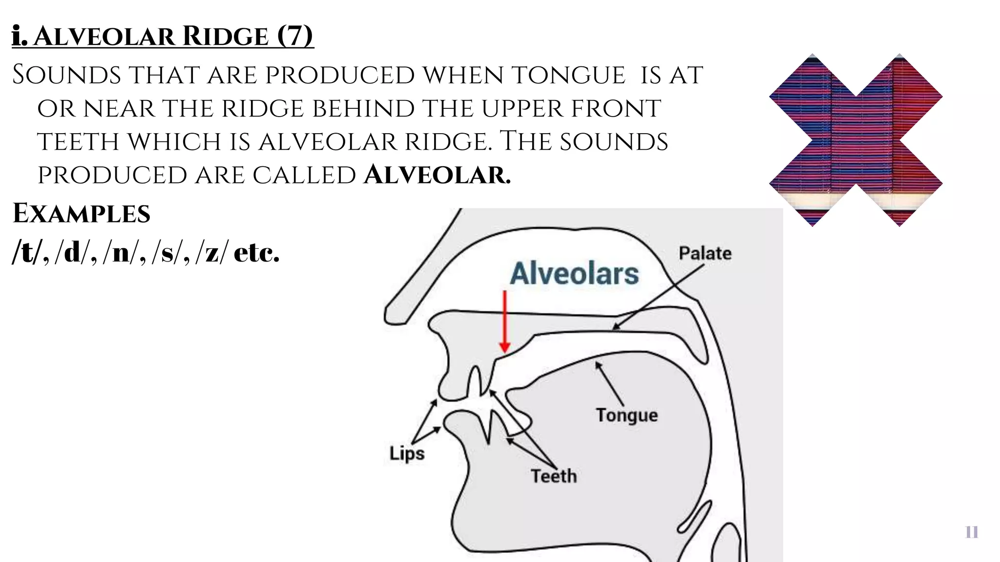 Places of articulation. | PPTX