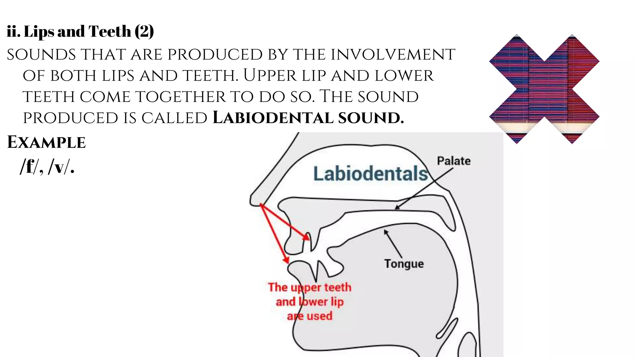 Places of articulation. | PPTX