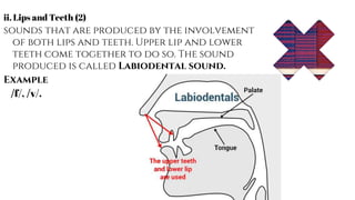 Places of articulation. | PPTX