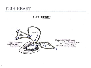 vertebrate heart | PPTX