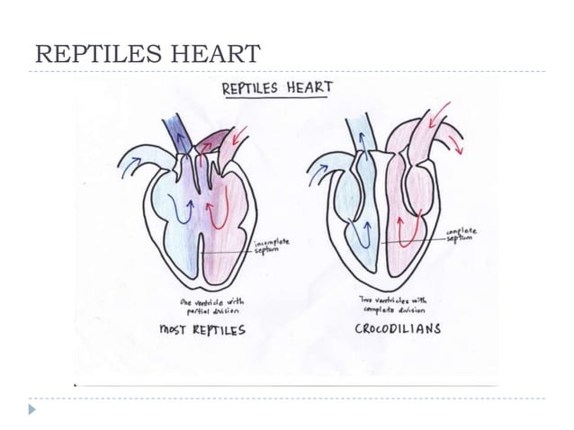 vertebrate heart | PPTX