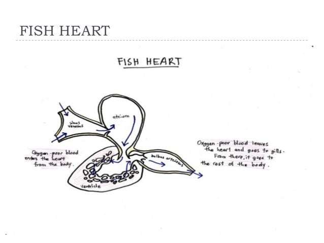 6 Best Images Of Turtle Heart Diagram Reptile Heart