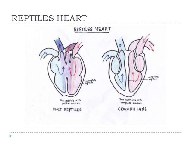 Comparative Anatomy Of Heart Structure Human Heart Anatomy And