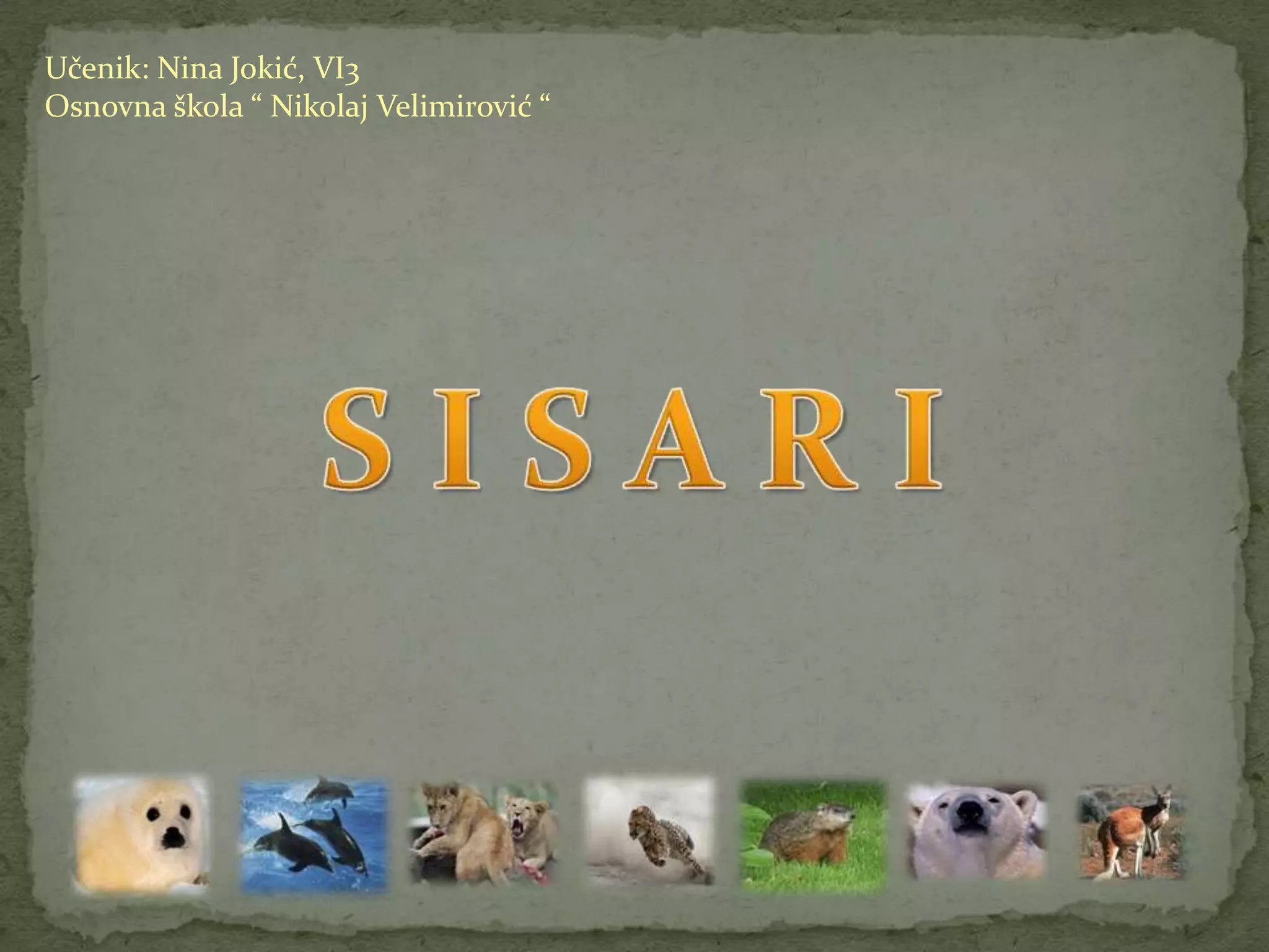 SISARI - odlike, VI razred | PPSX