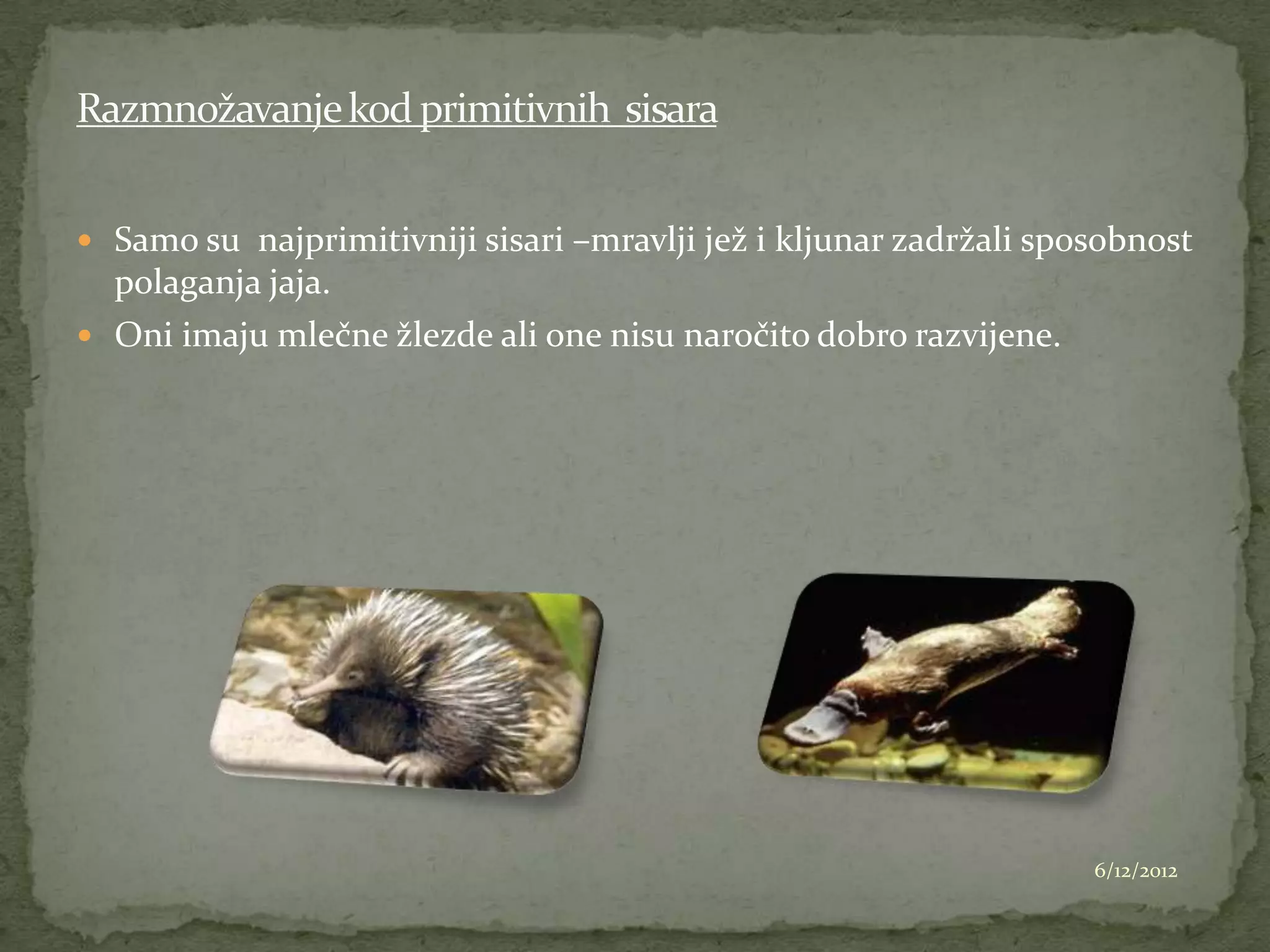 SISARI - odlike, VI razred | PPSX