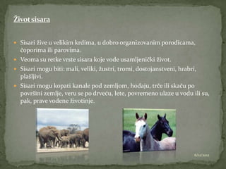 SISARI - odlike, VI razred | PPSX