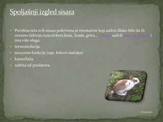 SISARI - odlike, VI razred | PPSX