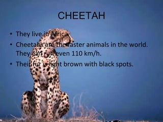 Nina about animals | PPT