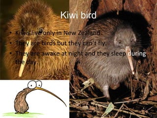 Nina about animals | PPT