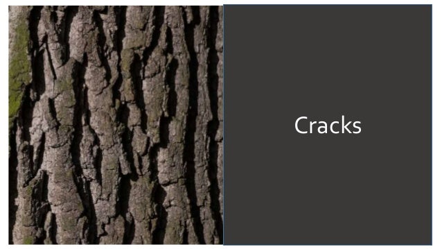 Nine patterns in nature by CuriOdssey