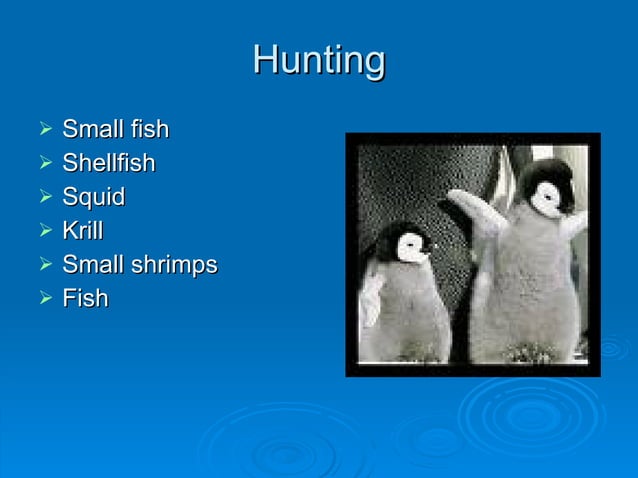 Penguin Report | PPT | Birds | Pets