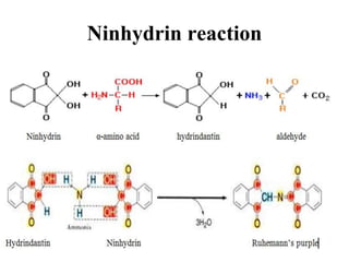 Ninhydrin.ppt