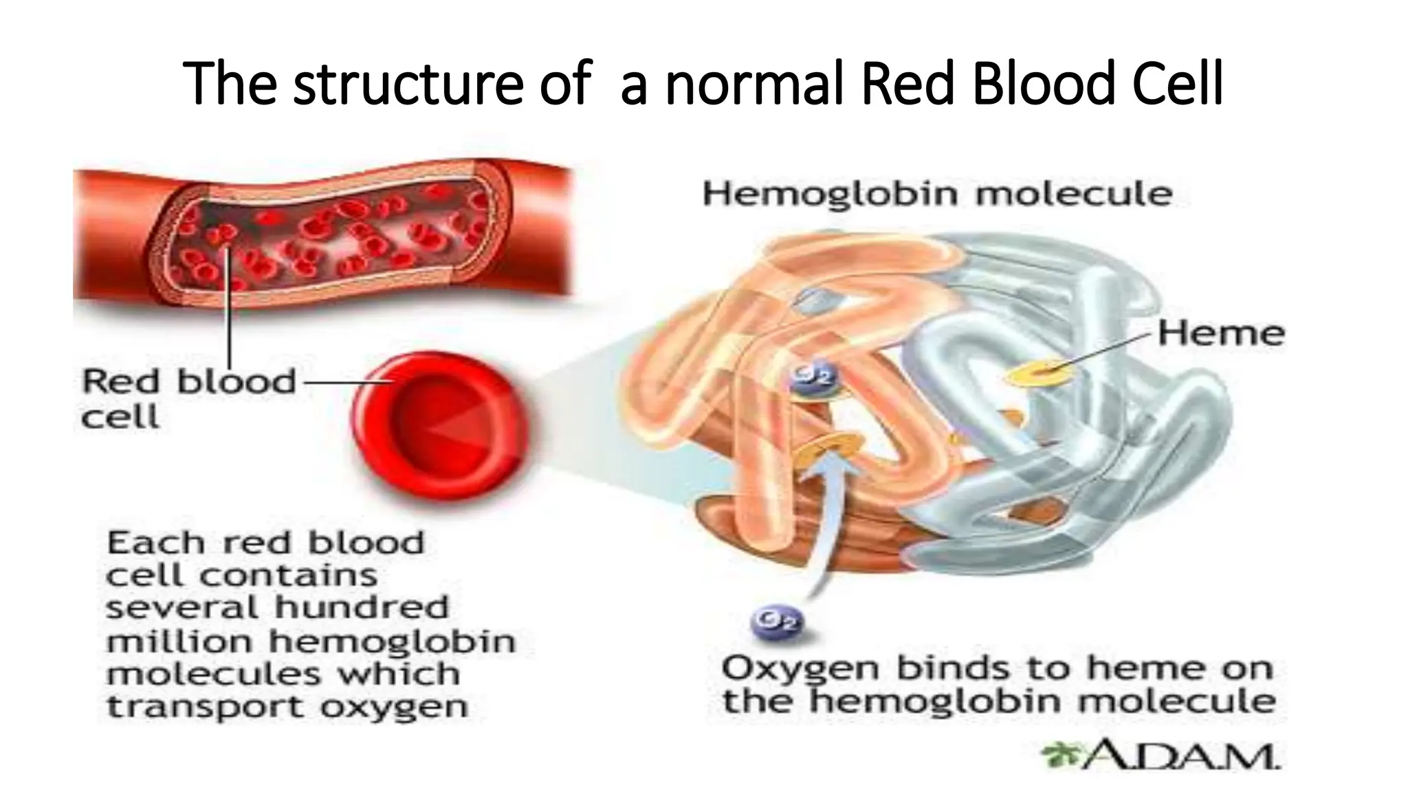 Ninth section of animals physiology.pptx