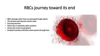 Ninth section of animals physiology.pptx