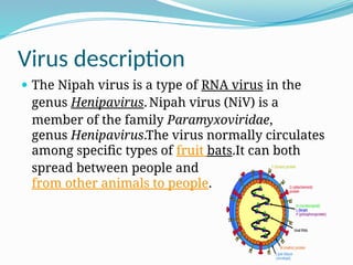 Nipaah.pptx awareness on nipah virus.... | PPT