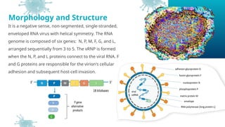 Nipah Viral Disease in Malaysia: A Comprehensive Review | PPTX