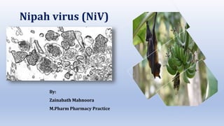 Nipah -Zainabath Mahnoora.pptx