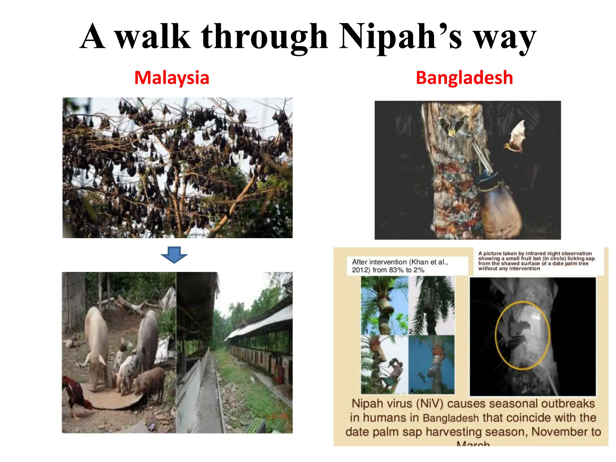 NIPAH final.ppt epidemiology Managemant and prevention | PPT