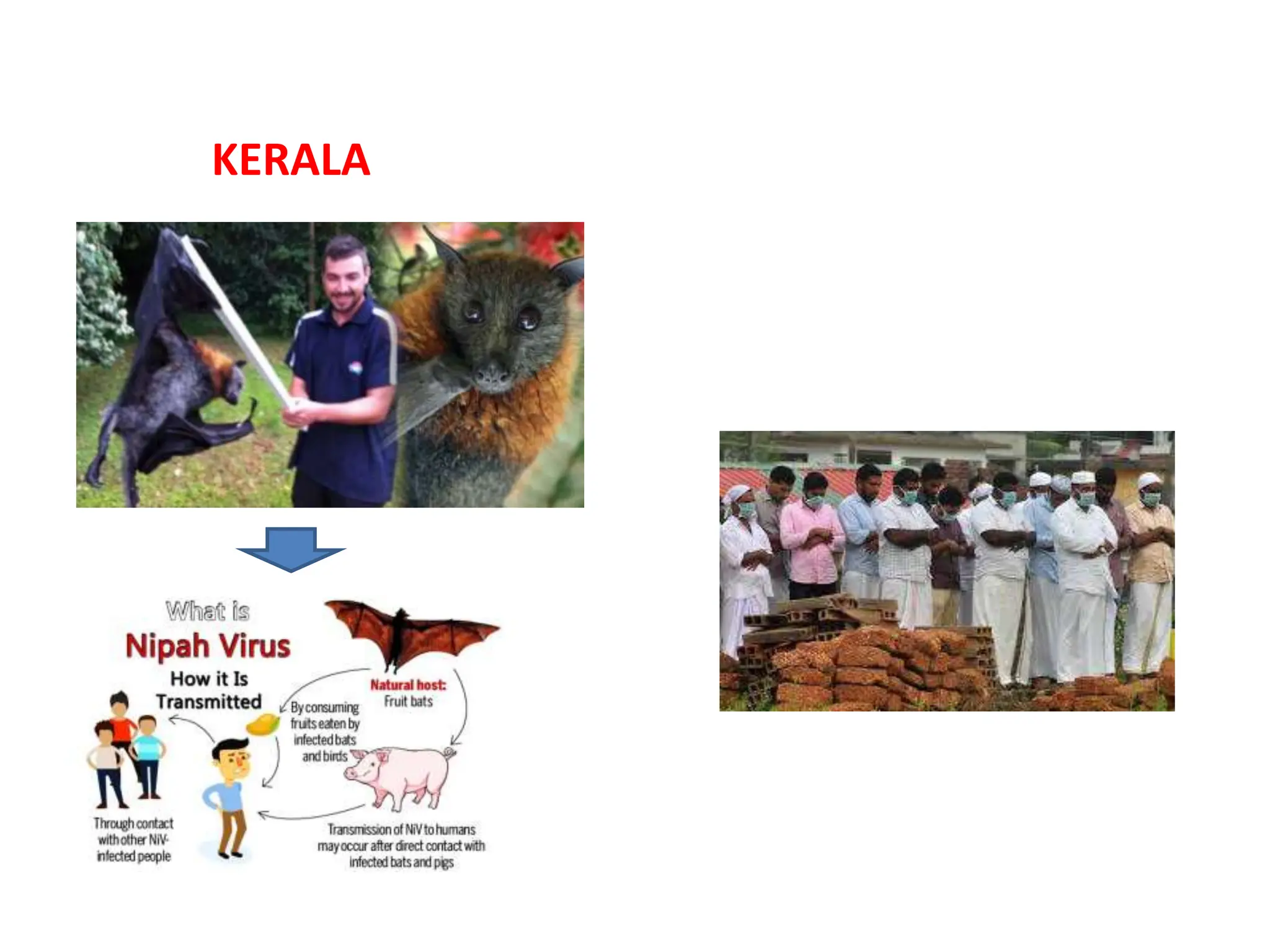 NIPAH final.ppt epidemiology Managemant and prevention | PPT