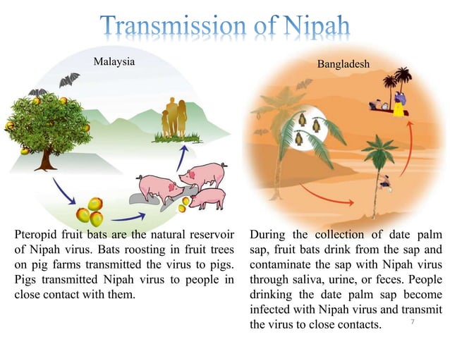 Nipah virus ppt | PPTX | Infectious Diseases | Diseases and Conditions