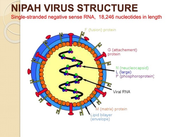 Nipah Virus infection | PPTX