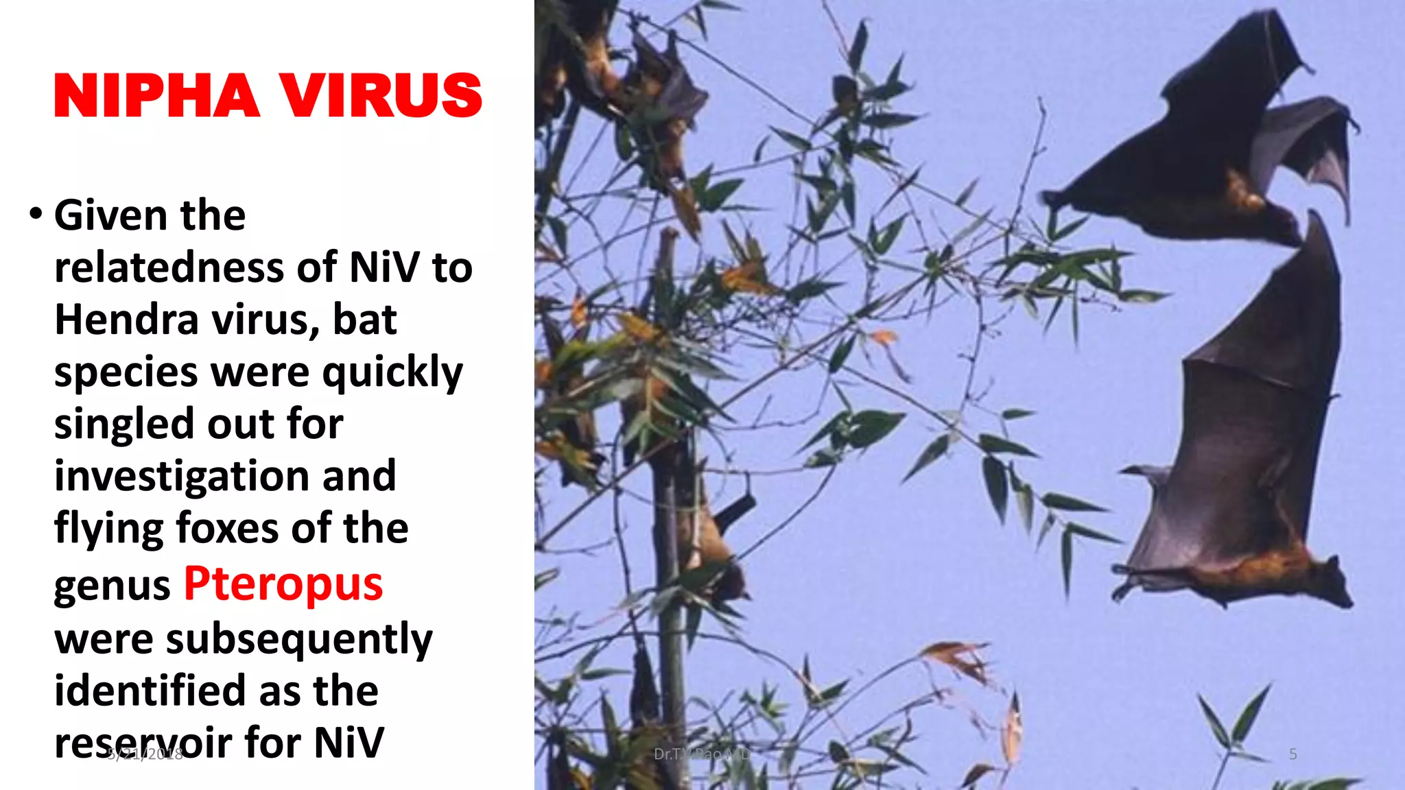 NIPAH VIRUS (NiV) basics concerns and prevention | PDF