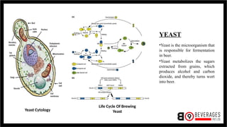 BREWING PROCESS and productions PPT.pptx