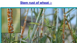 Disease of field crops generally wheat rust disease | PPT